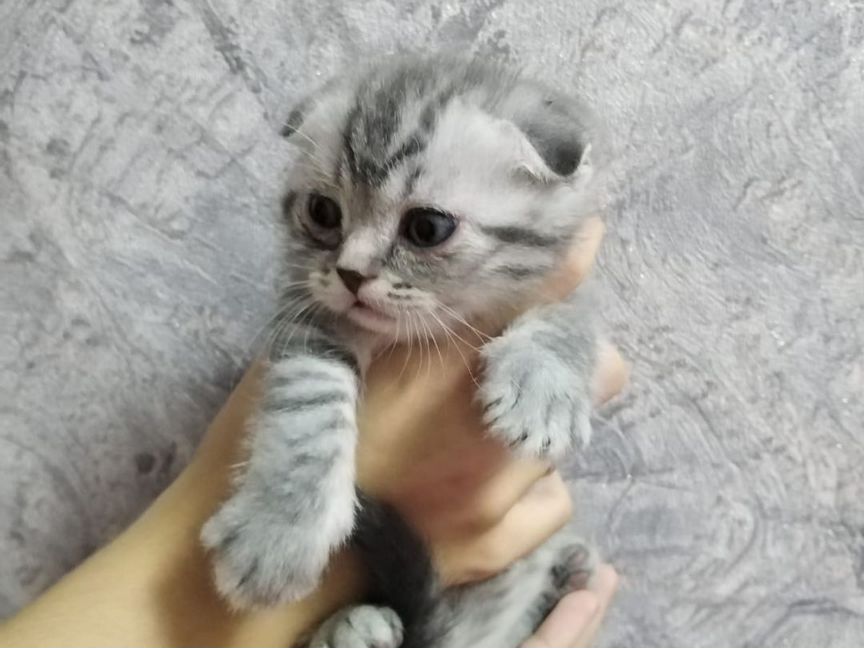 Шотландская