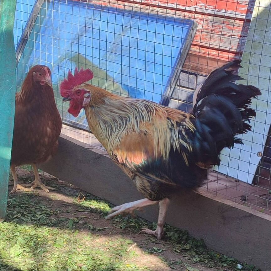 Петух деревенский