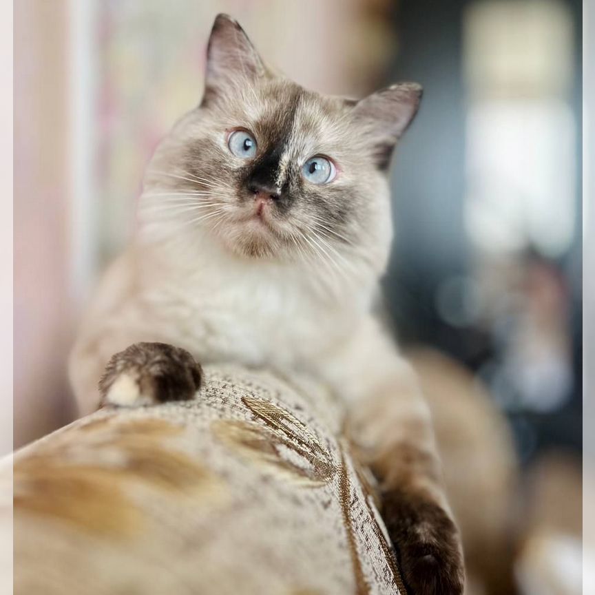 Кошка Невская маскарадная