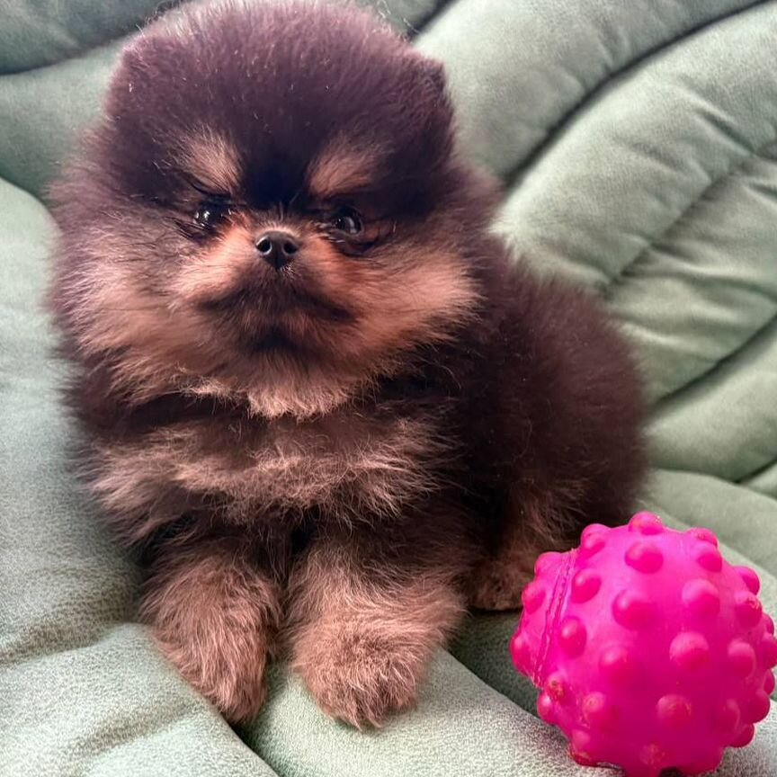 Померанский шпиц, щенок