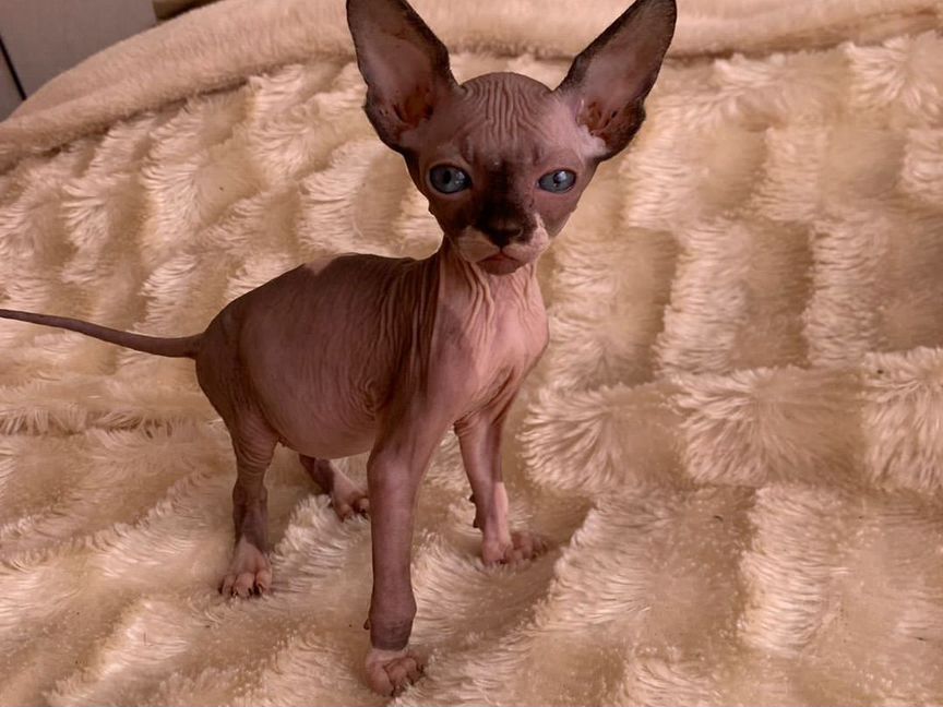 Котенок Сфинкс