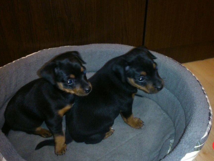 Щенки пинчера