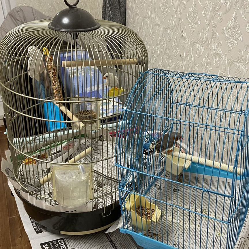 Отдам Амадинов с клеткой