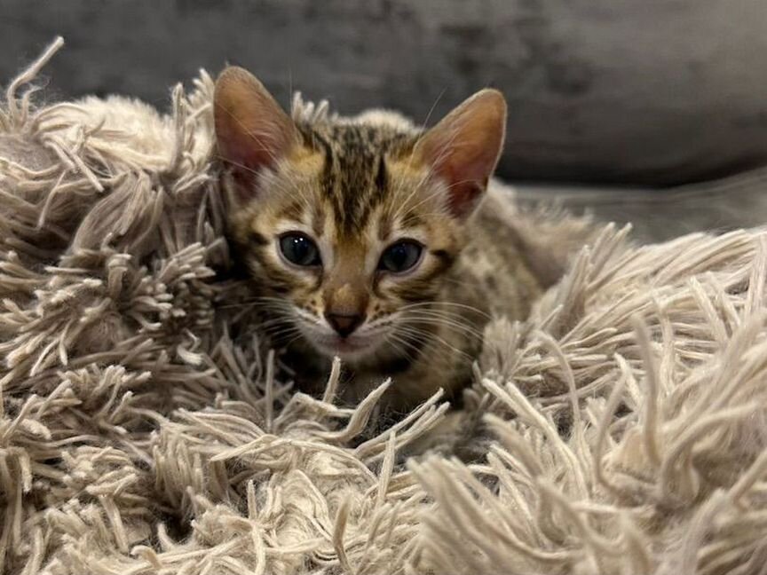 Бенгальские котята