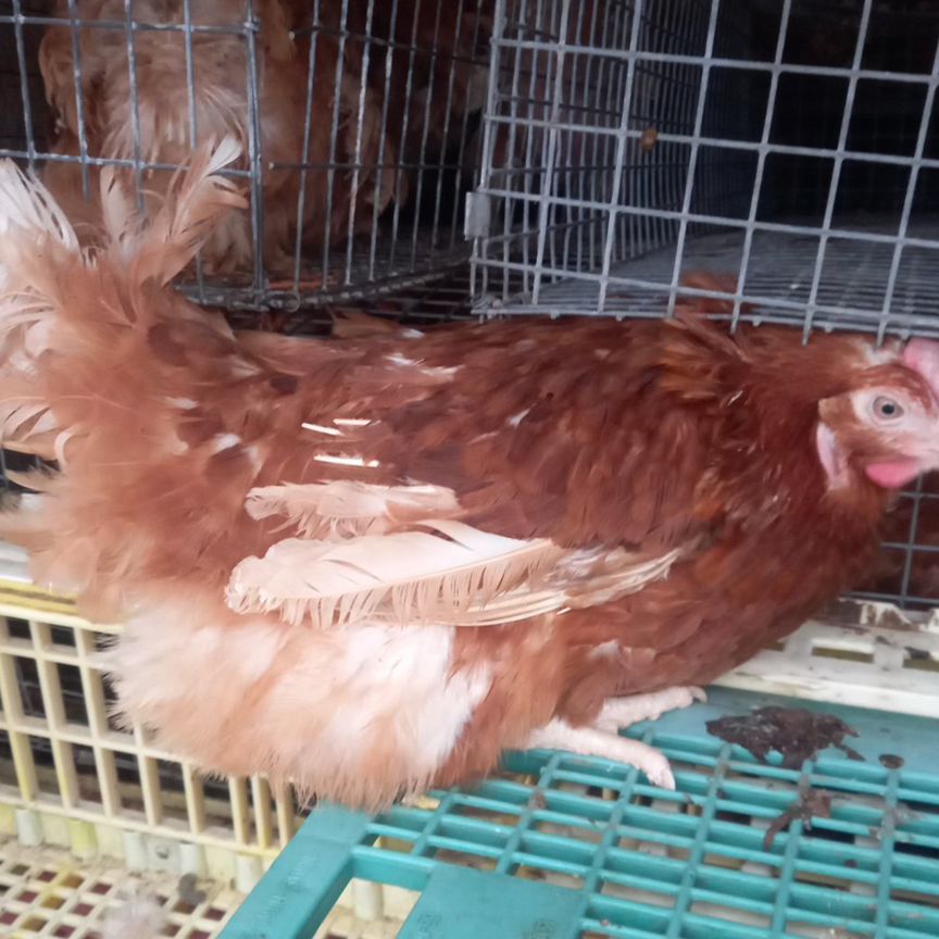 Куры несушки