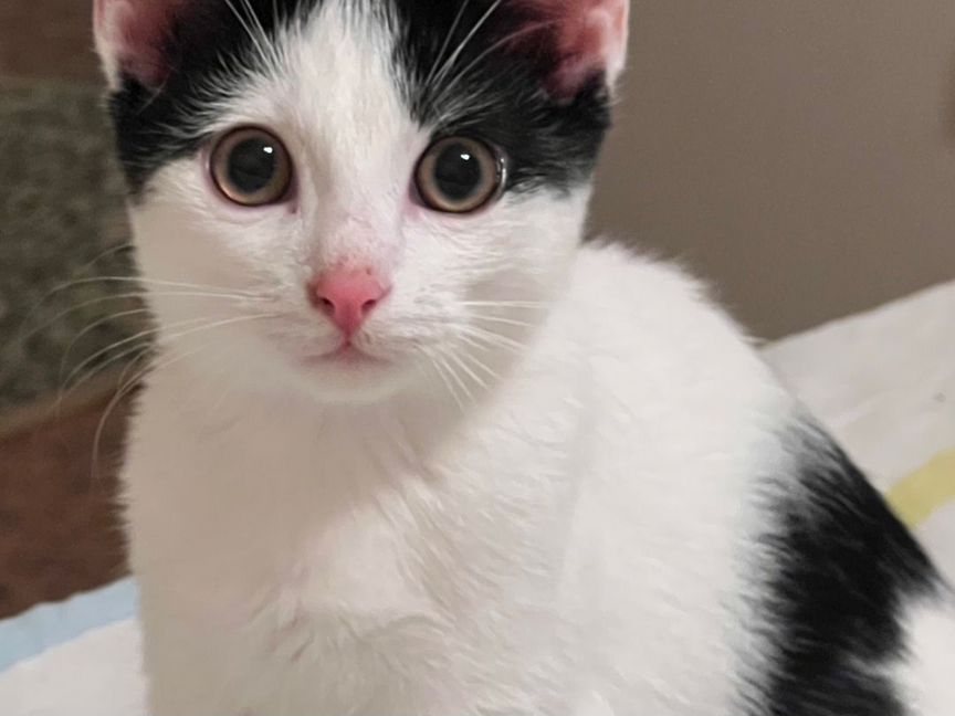 Котенок мальчик бесплатно