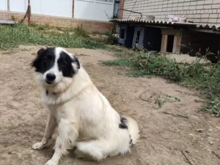 Отдам в добрые руки маленькую собаку