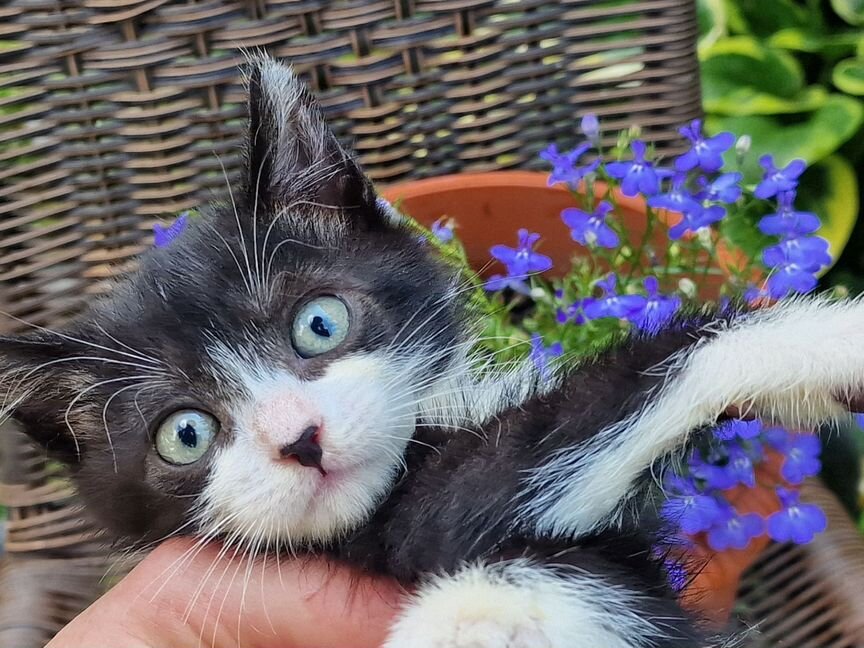 Котёнок Ким 2 мес Привит доставим лично к вам