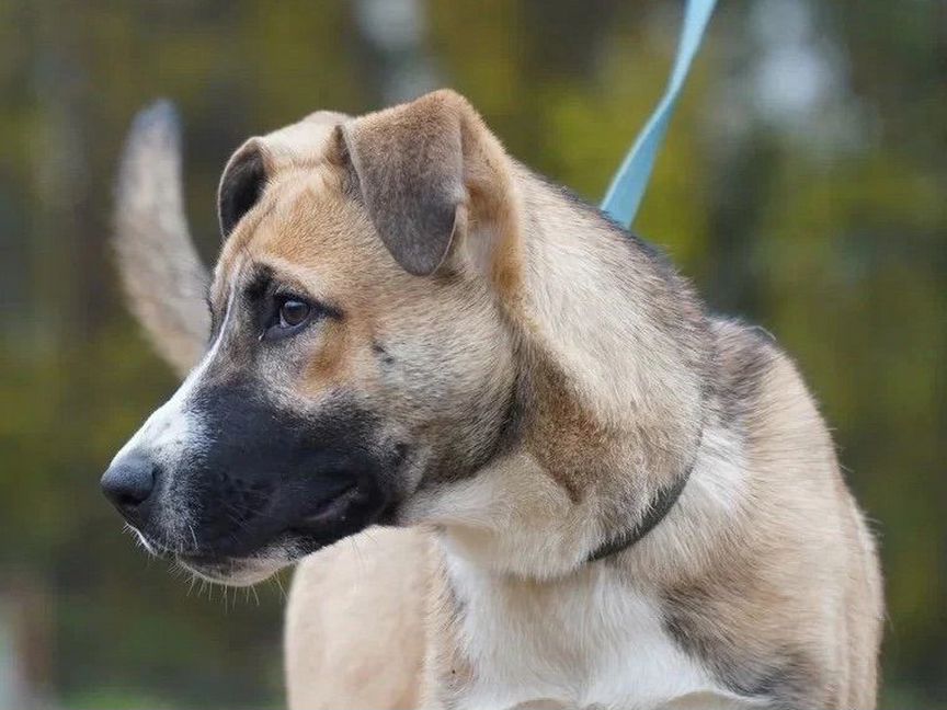 Собака в добрые руки