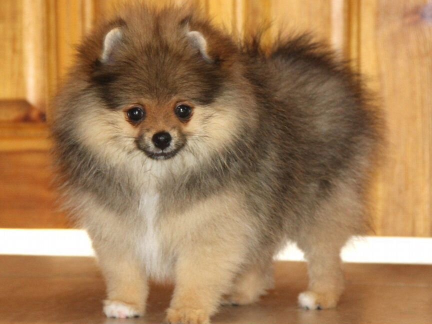 Померанский шпиц большой выбор окрасов