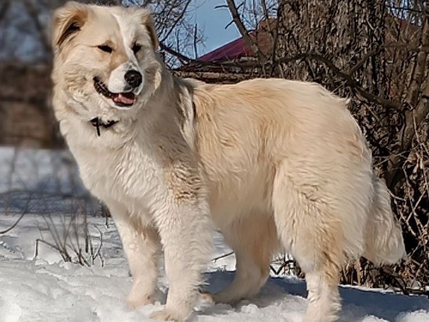 Метис итальянской овчарки в добрые руки
