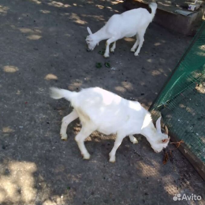 Музыка ветра