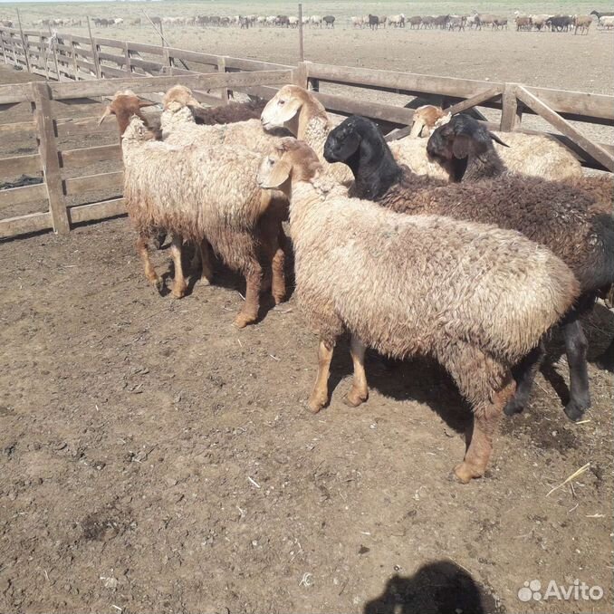 Баранчики плем