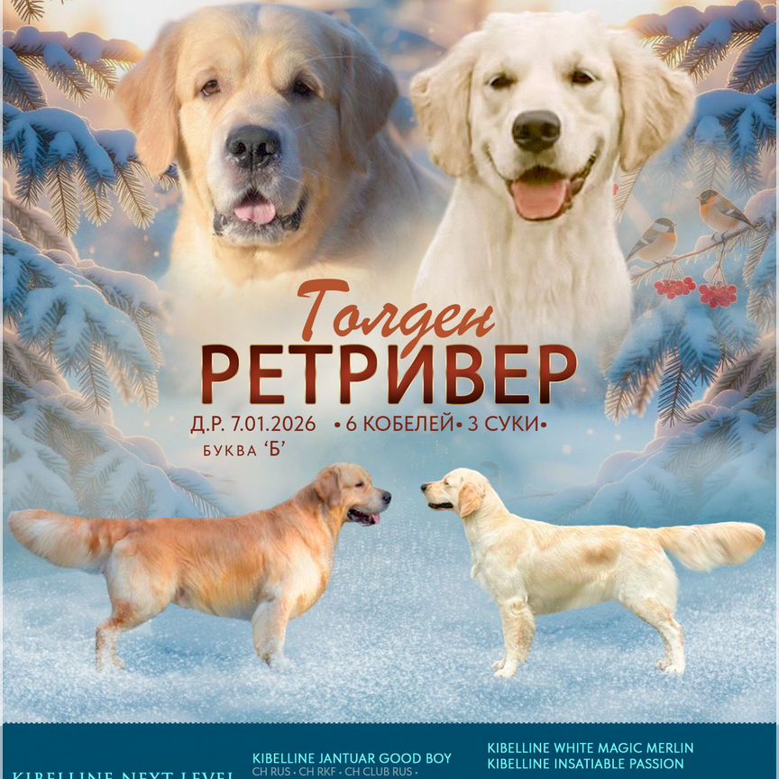 Золотистый ретривер, щенок