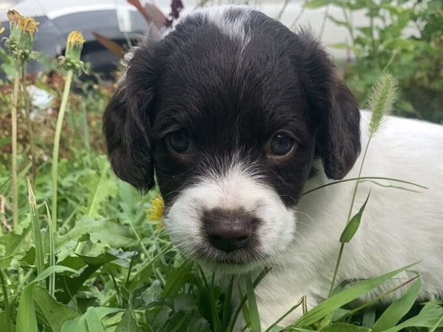 Щенята русского спаниеля