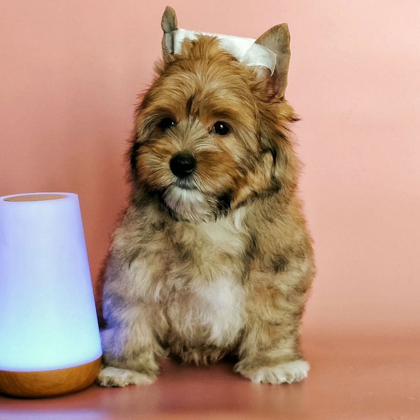 Русская салонная собака, щенок