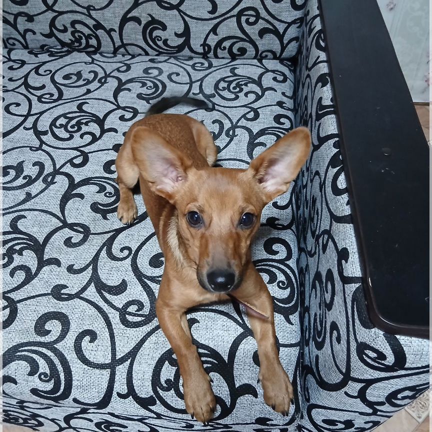 Русский той-терьер, щенок