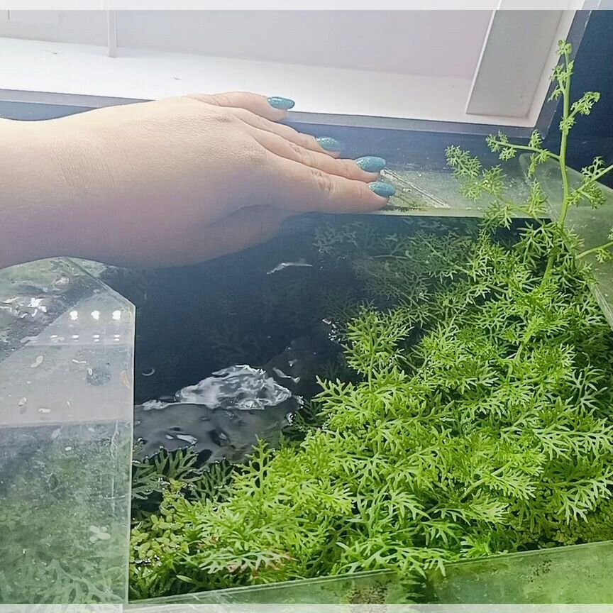 Индийский папоротник