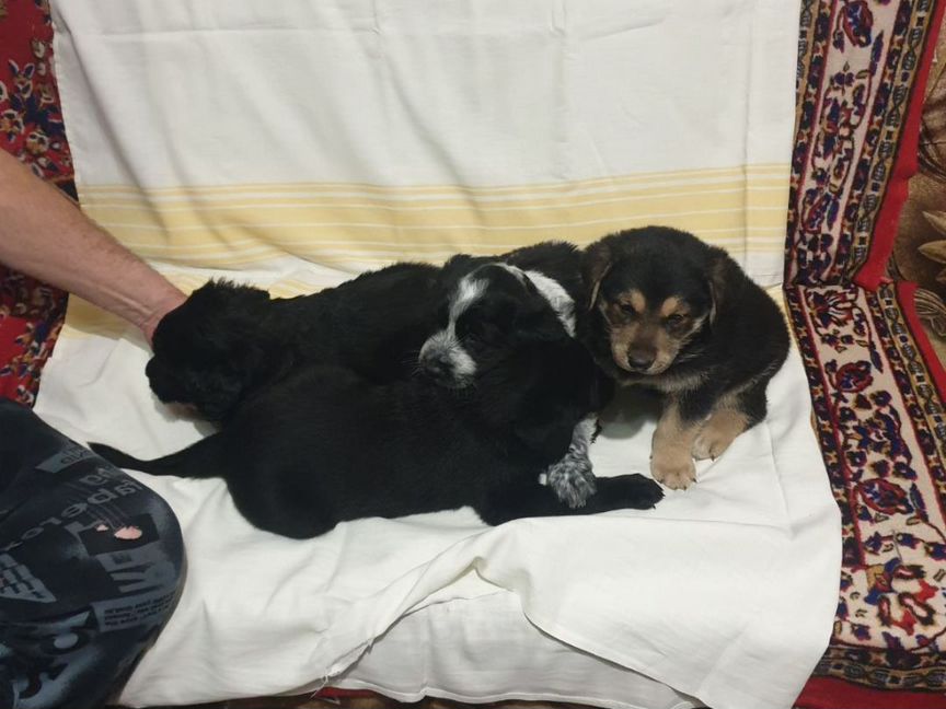 Отдам щенков в добрые руки бесплатно