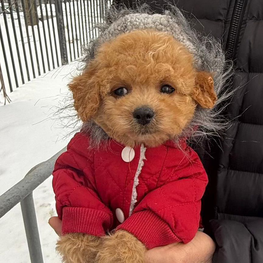 Мальтипу, щенок