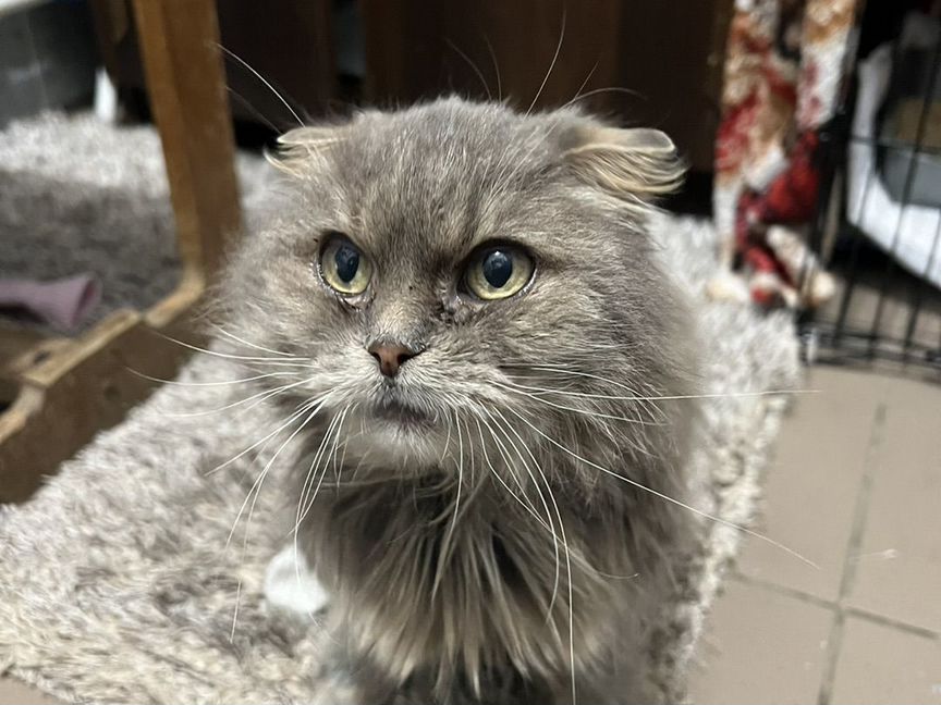 Кошка