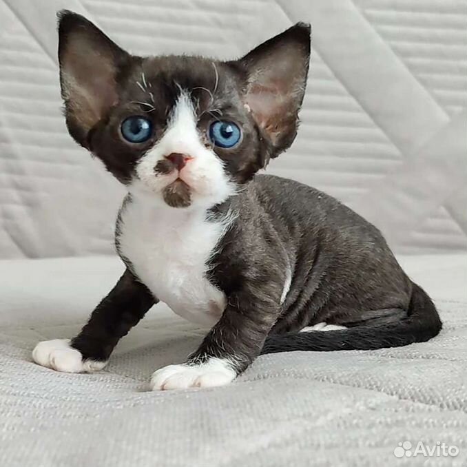 Малыш Тимоша