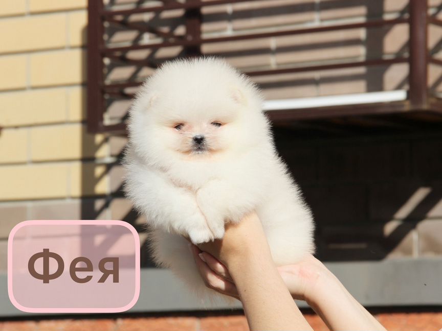 Белые Девочки Шпица Казань