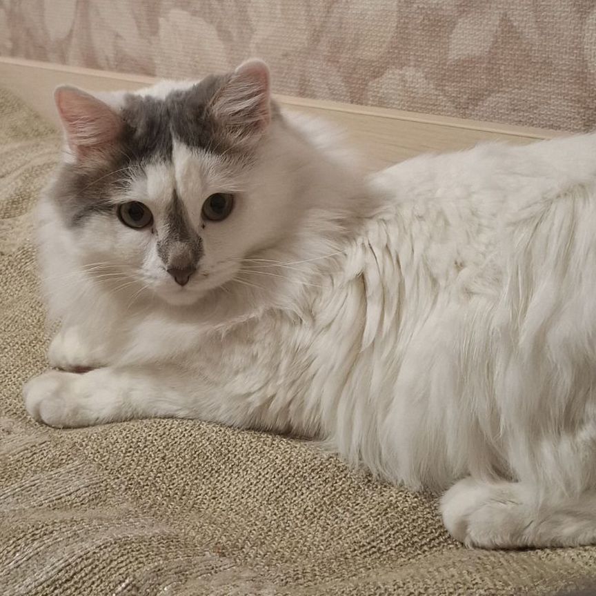 Сибирский котёнок