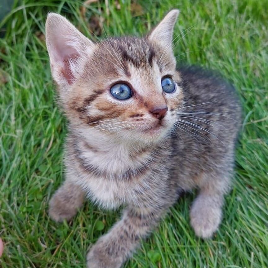 Котята в добрые руки мальчики