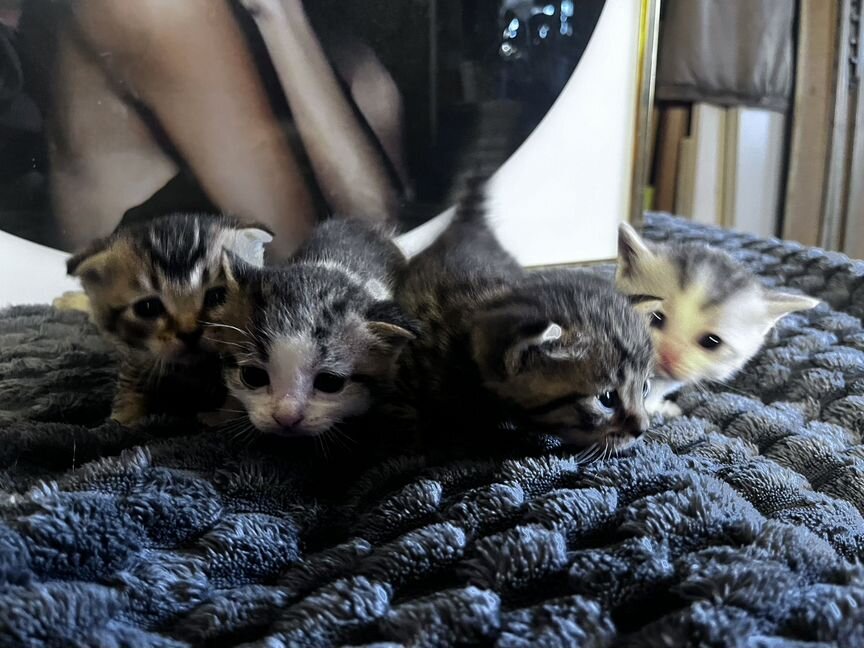 Котята-Полукровки шотландские