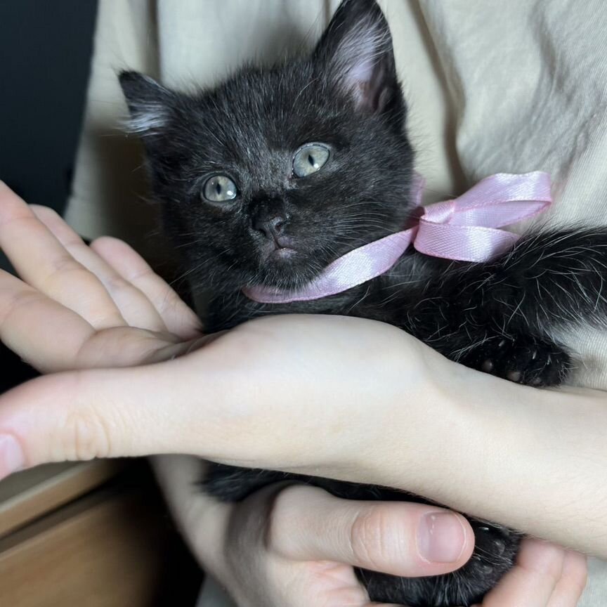 Черный котёнок