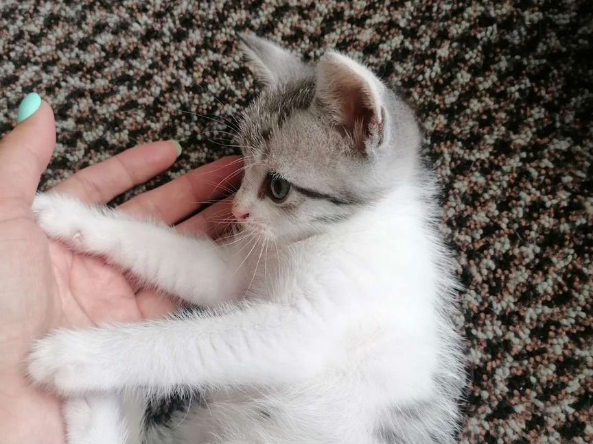 Кошки в добрые руки бесплатно