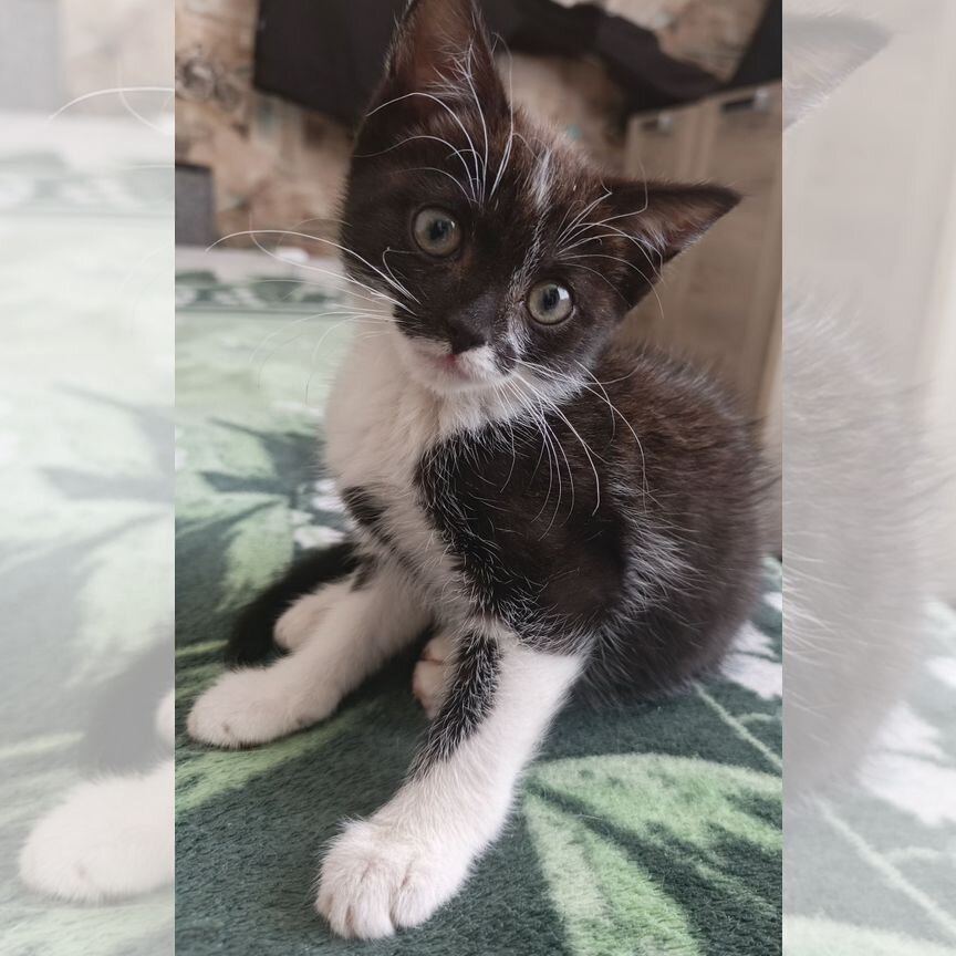 Котёнок в добрые руки