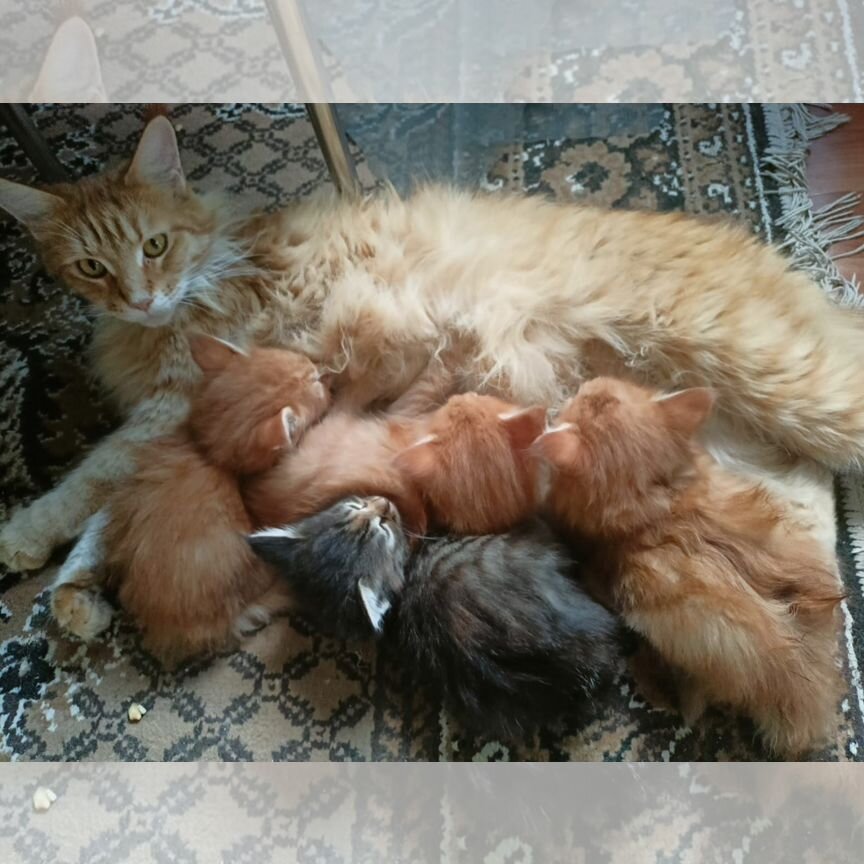 Котята Мейн-кун