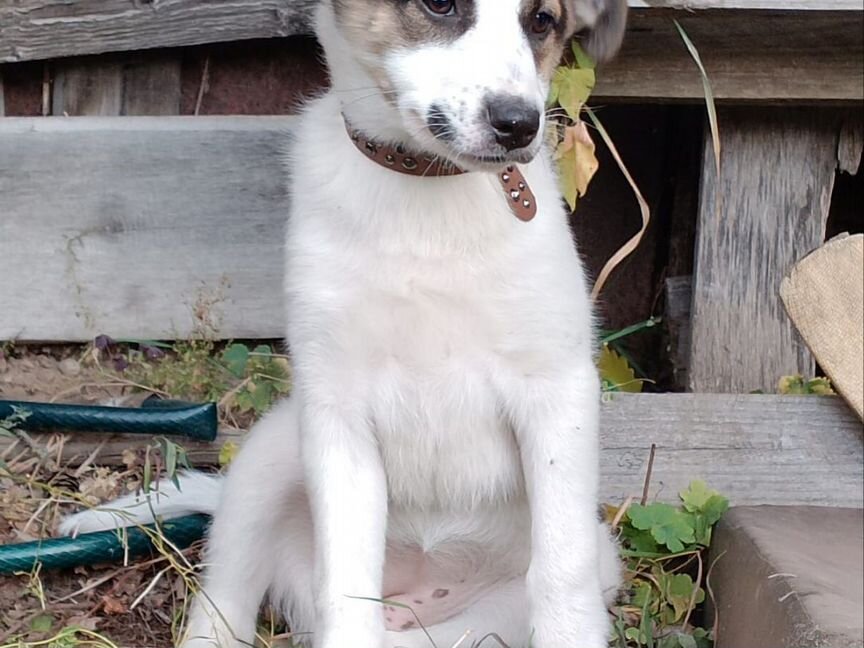 Щенок в добрые руки девочка