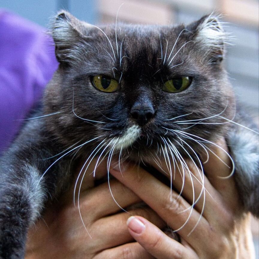 Ищет дом шотландка