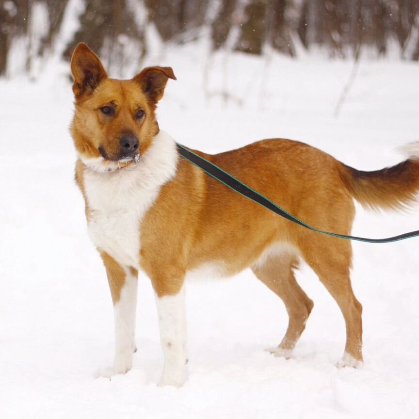 Собака в добрые руки отдам бесплатно