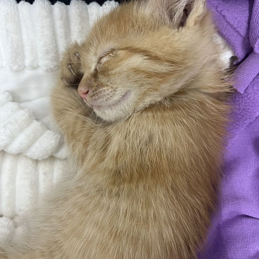 Домашние животные котята