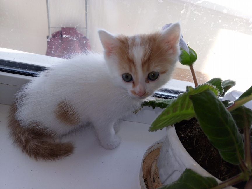 Котик 1.5 мес в дар