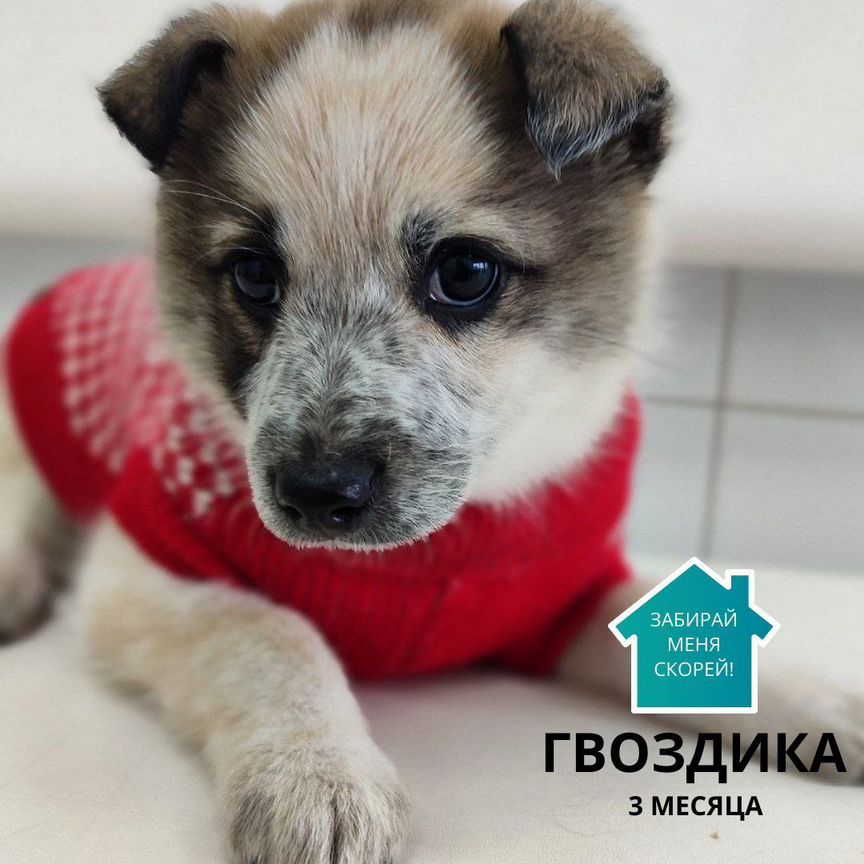 Щенок красавица Гвоздика