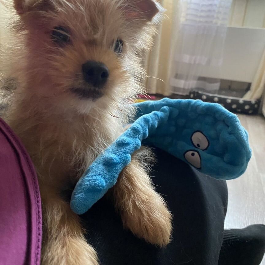 Йоркширский терьер мини