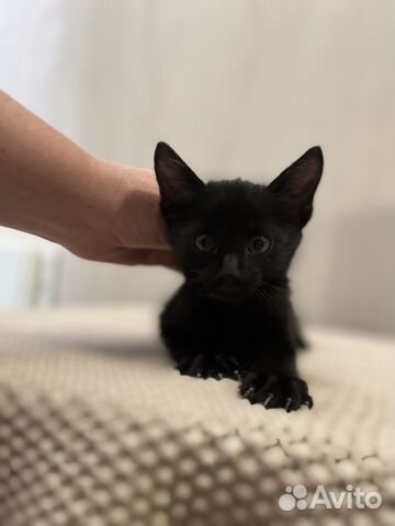 Котята бесплатно