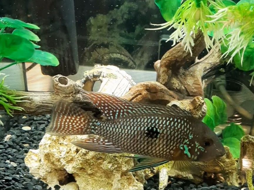 Геофагус камнеед