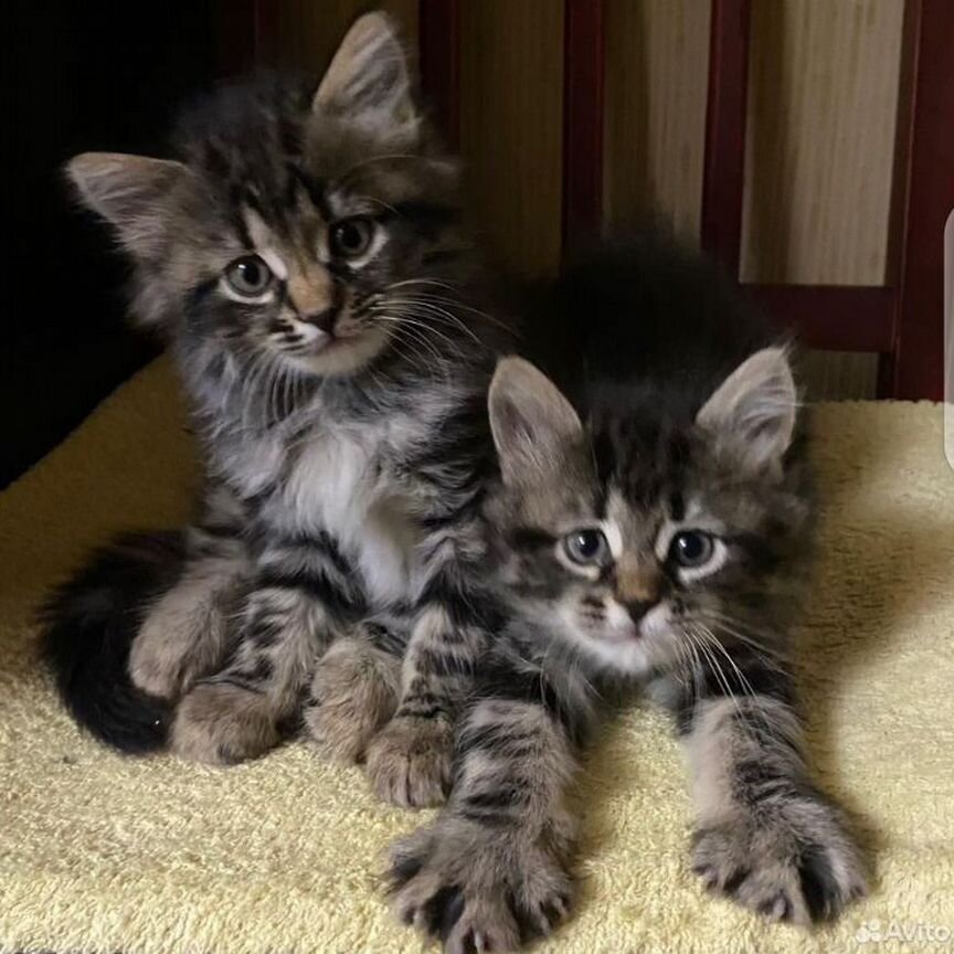 Сибирские котята, мальчики