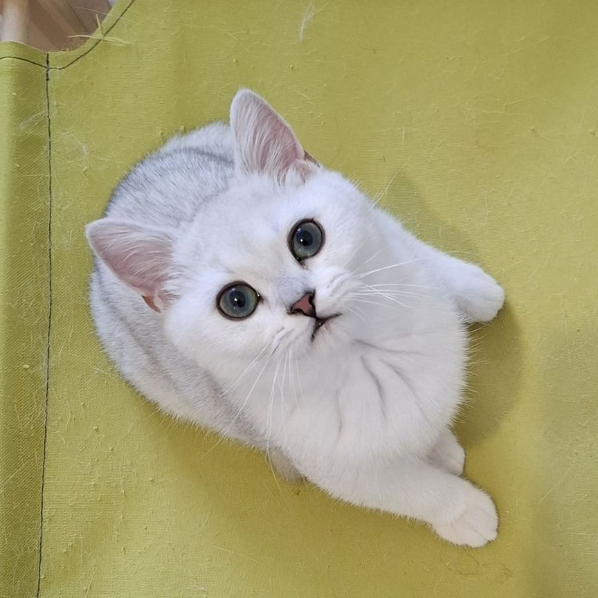 Котик британской шиншиллы