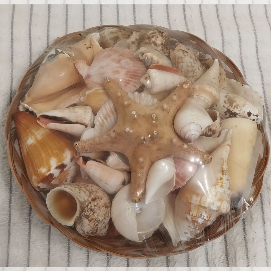 Ракушки морские средние больше 1,5кг