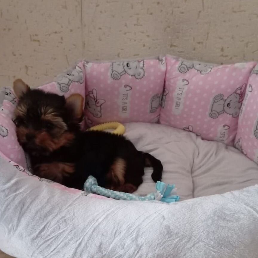 Йоркширский терьер, щенок