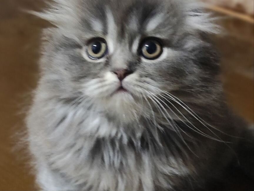 Шотландские котята