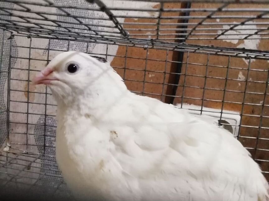 Перепелки несушки