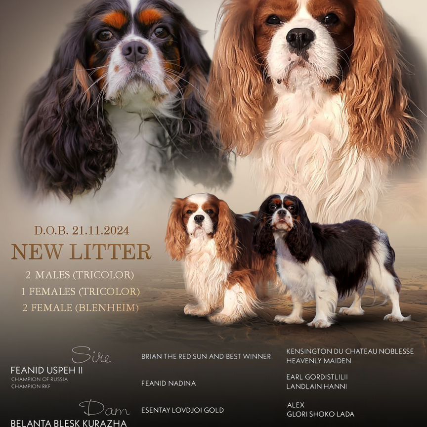 Щенки кавалер кинг чарльз спаниель